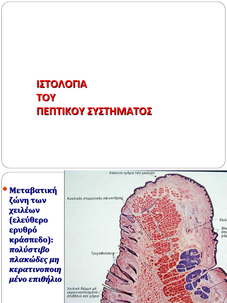 9η ΔΙΑΛΕΞΗ Ιστολογία και Εμβρυολογία του Πεπτικού Συστήματος | PDF