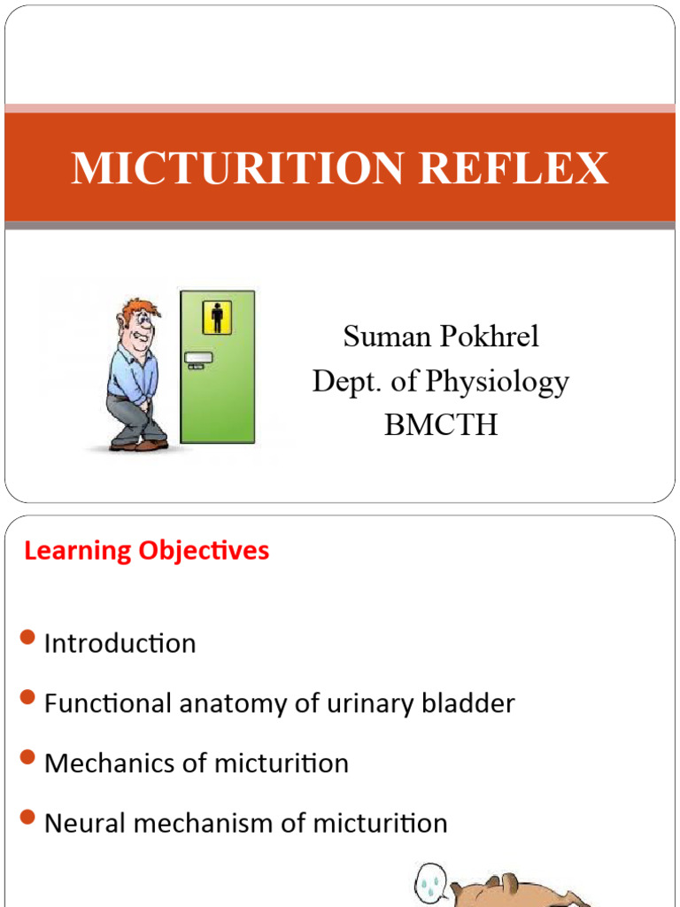 Micturition Reflex: Mechanisms & Anatomy | PDF | Urination | Clinical ...