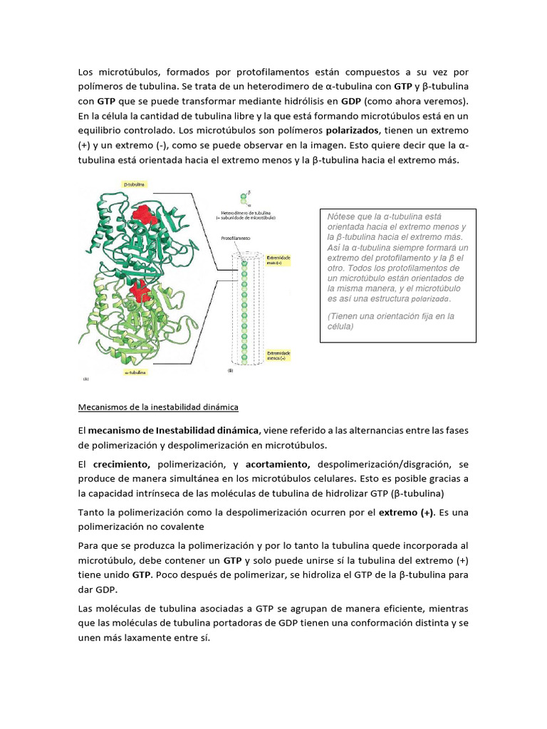 Microtúbulos | PDF | Ciencia y matemáticas