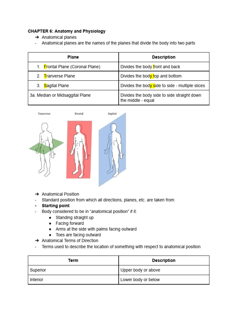Anatomy and Positioning Terminology | PDF | Anatomical Terms Of Motion ...