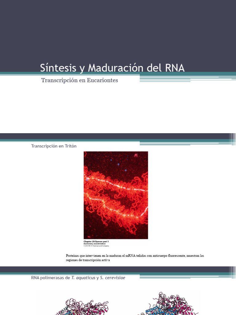 Síntesis y Maduración Del RNA | PDF