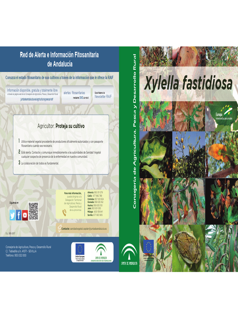 Diptico Xylella Fastidiosa | PDF | Plantas | Botánica