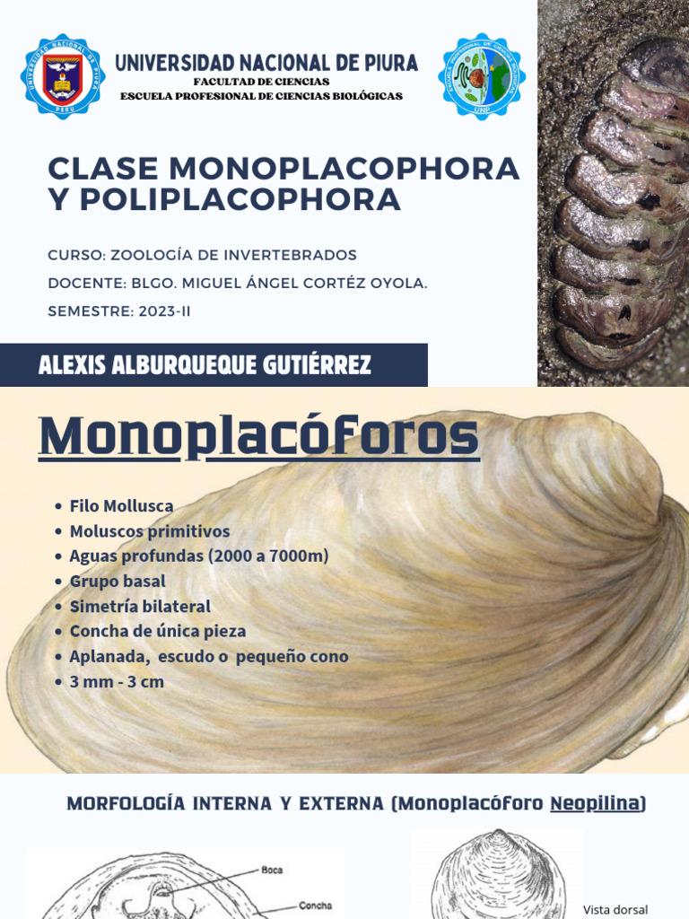 Clase Monoplacophora y Poliplacophora | PDF | Moluscos | Zoología