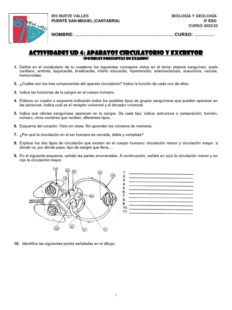 Actividades sobre el sistema circulatorio | PDF | Sistema circulatorio ...