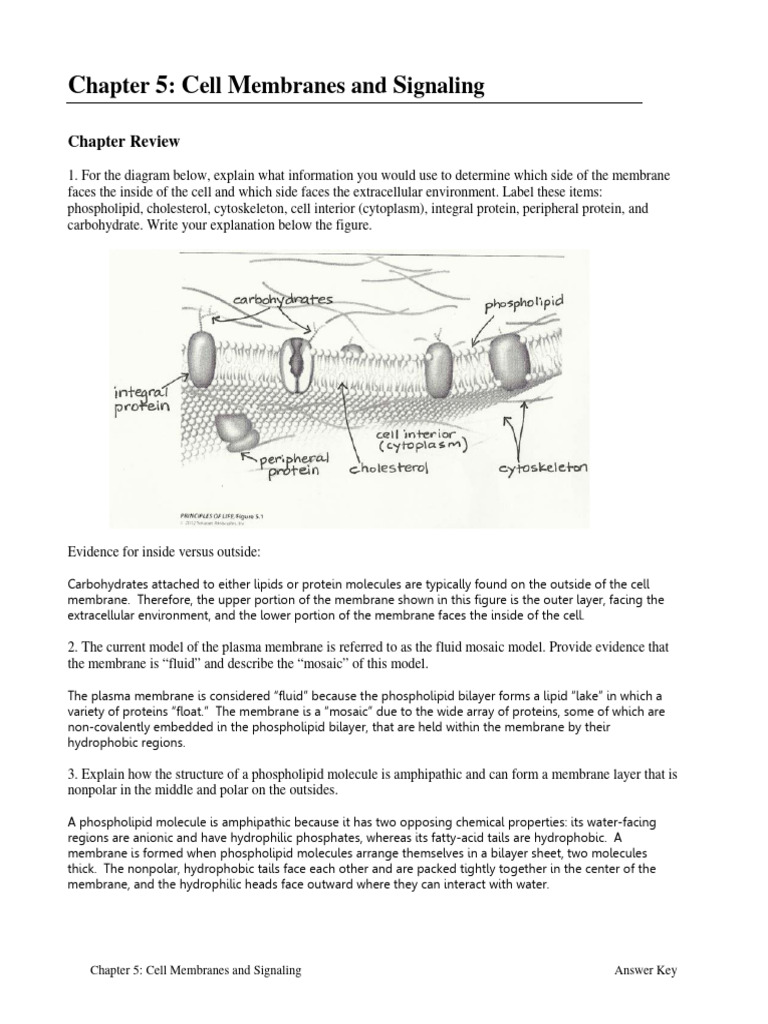 Cell Membranes and Signaling | PDF | Cell Membrane | Cell Signaling