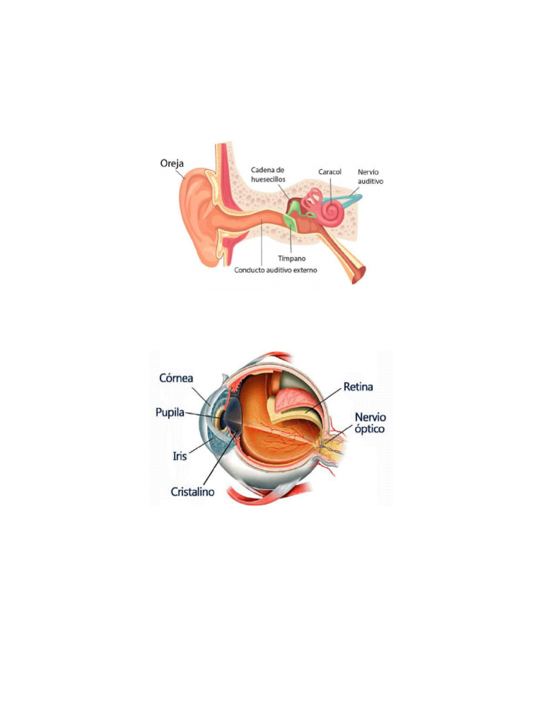 Sentido Del Oído y El Ojo | PDF