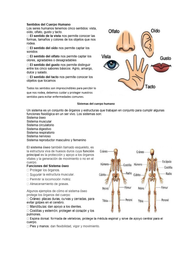 Funciones de los 5 Sentidos Humanos | PDF