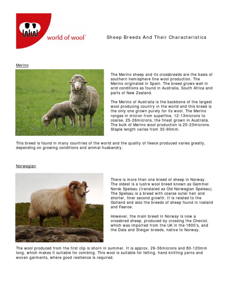 Sheep Breed Info | PDF | Wool | Sheep
