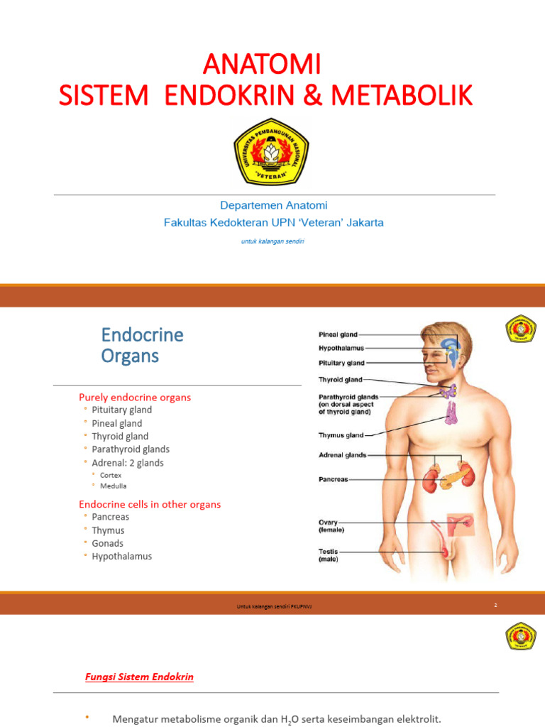 Intro Lab Act Anatomi ENDOKRIN | PDF | Kesehatan Holistik