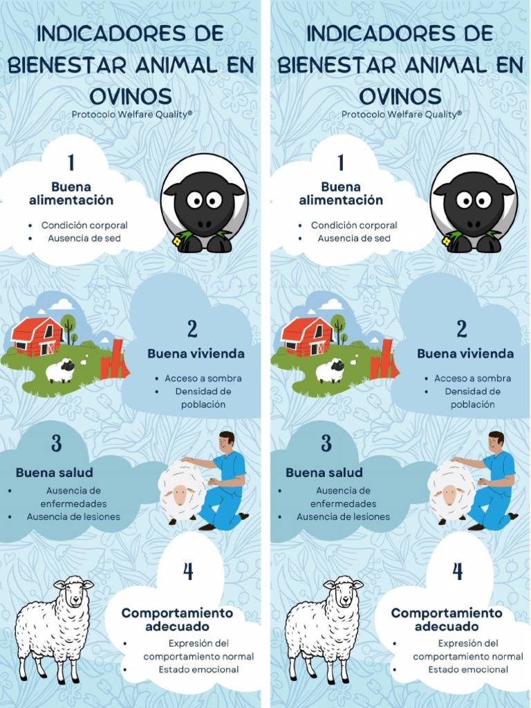 FICHA INFORMATIVA El Ciclo de Vida de Las Ovejas IMPRIMIBLE ANIMAL ...