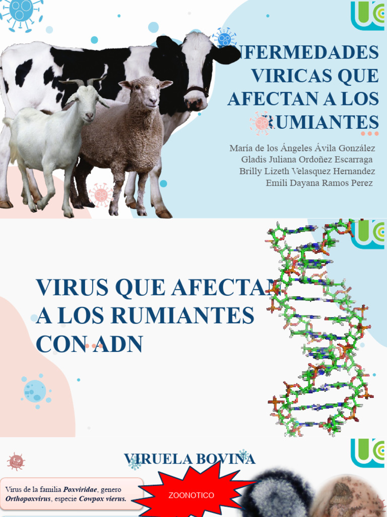 Enfermedades Viricas en Rumiantes | PDF | Virus | Infección