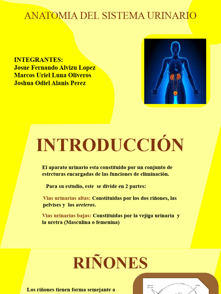 Presentacion Anatomia Del Sistema Urinario 4c Lab Clinico Josue Fernando Alvizu Lopez | PDF ...