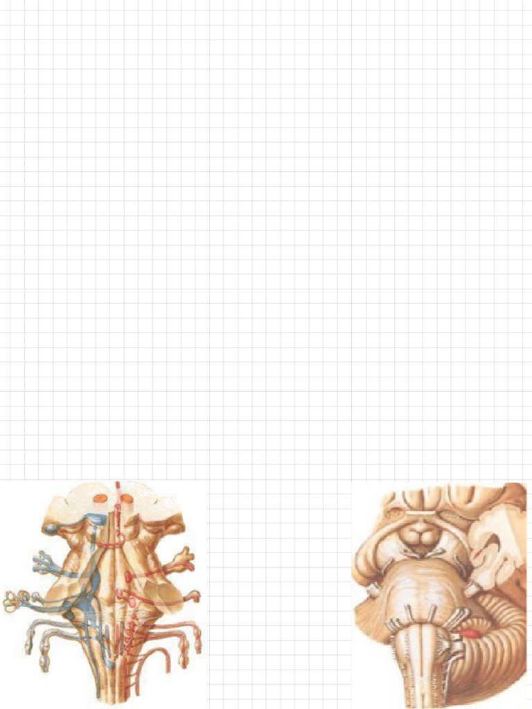 Nervios Craneales | PDF | Neuroanatomía | Cara