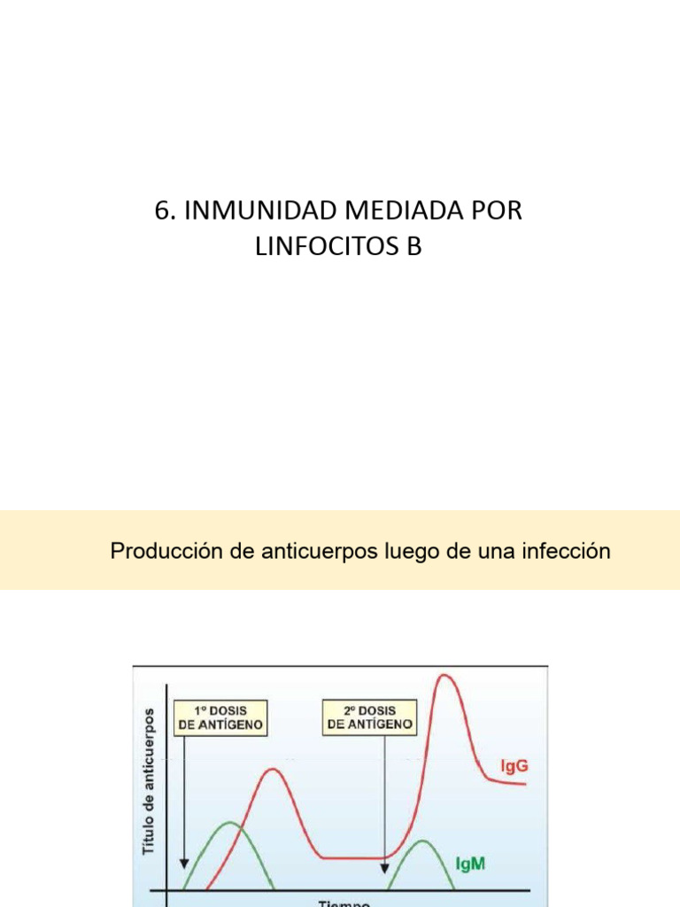 06 Inmunidad Mediada Por Linfocitos B | PDF | Célula B | Linfocitos