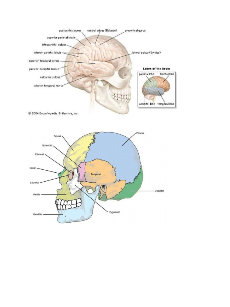 Dokumen (2) - WPS Office KPRC 3 ORAGAN TUBUH | PDF