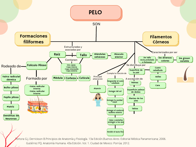 PELO | PDF | Órgano (anatomía) | Sistema tegumentario