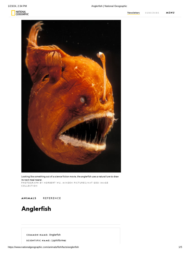 Anglerfish - National Geographic | PDF