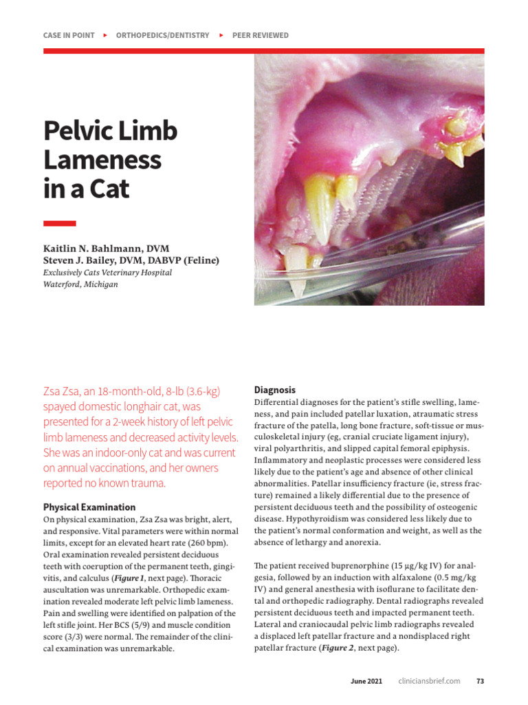 Pelvic Limb Lameness in A Cat | PDF | Knee | Dentistry