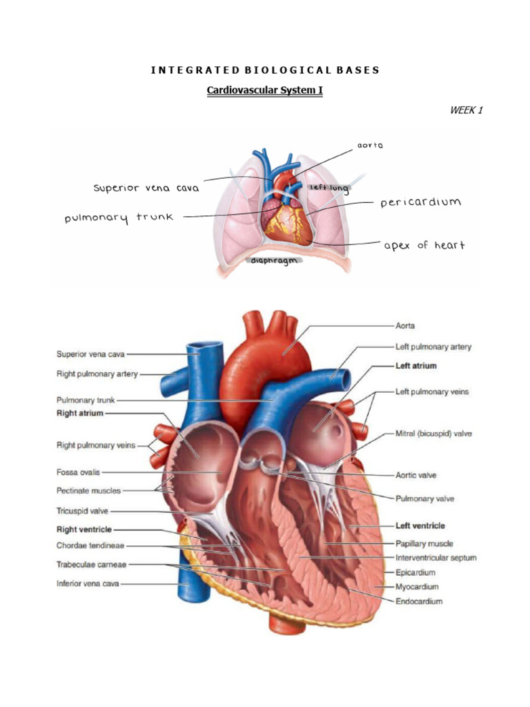 BIO - Week 1 CV | PDF | Heart Valve | Coronary Circulation