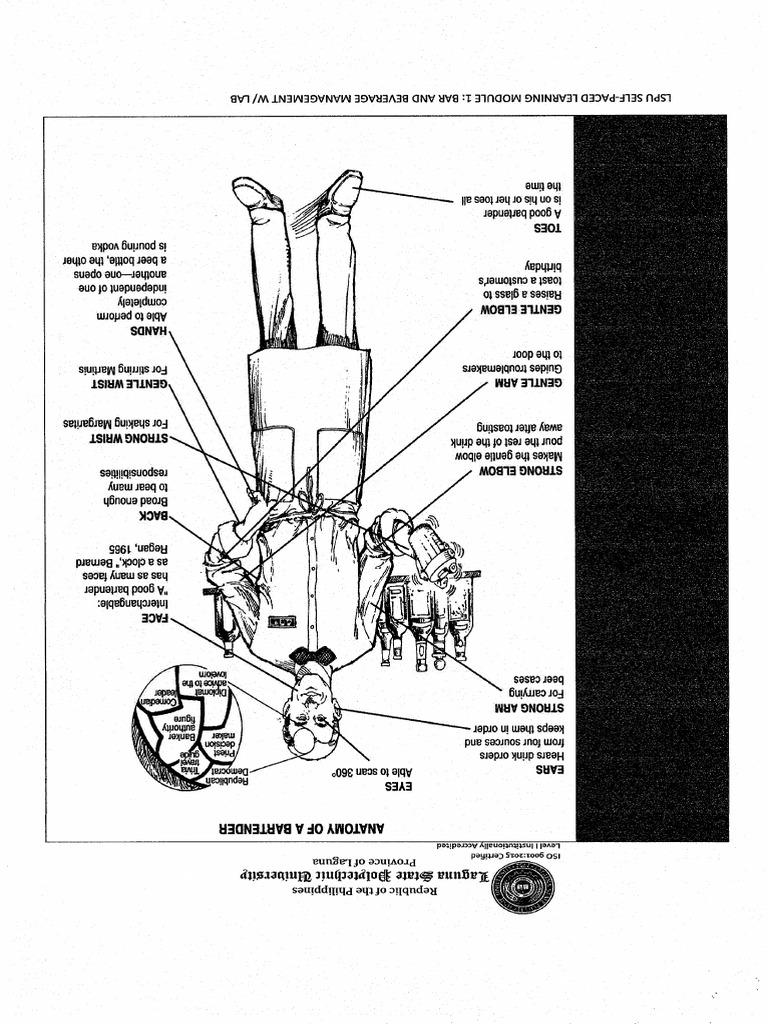 Anatomy of Bartender | PDF