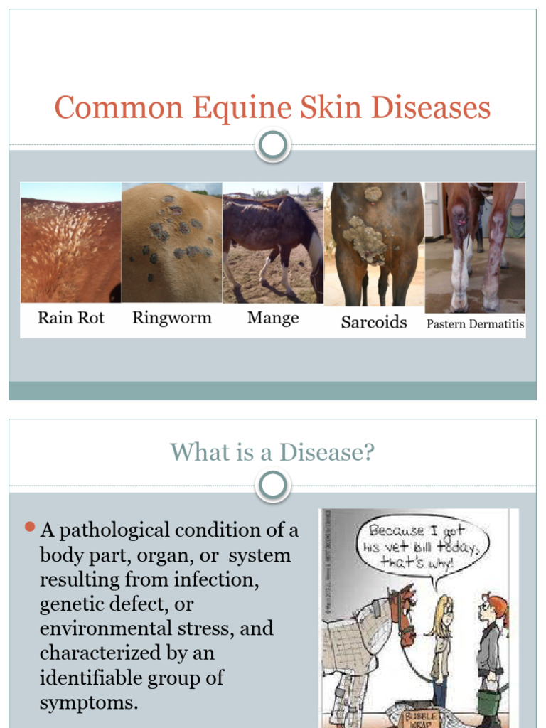 Common Equine Skin Diseases | PDF | Clinical Medicine | Microbiology