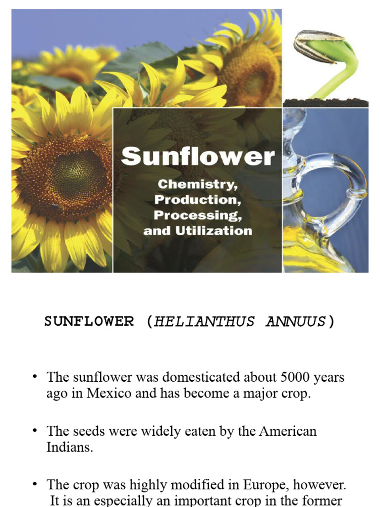 Sunflower | PDF