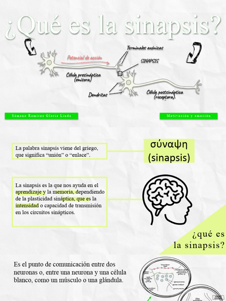 Tipos de Sinapsis: Química y Eléctrica | PDF | Sinapsis | Neurona