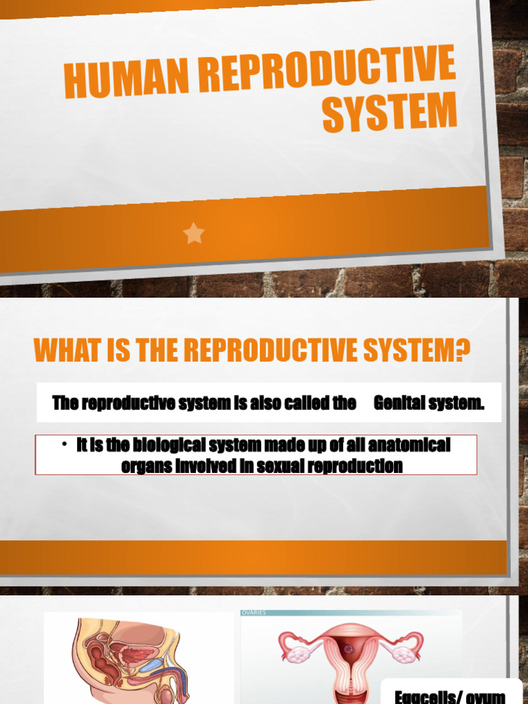 SCIENCE10 | PDF | Reproductive System | Sexual Anatomy