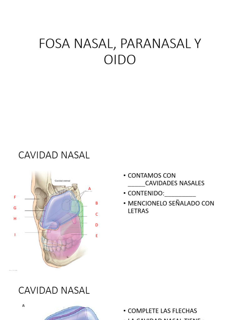 Práctica 13 Cabeza Fosa Nasal Paranasal y Oido | PDF | Oído | Sistema ...