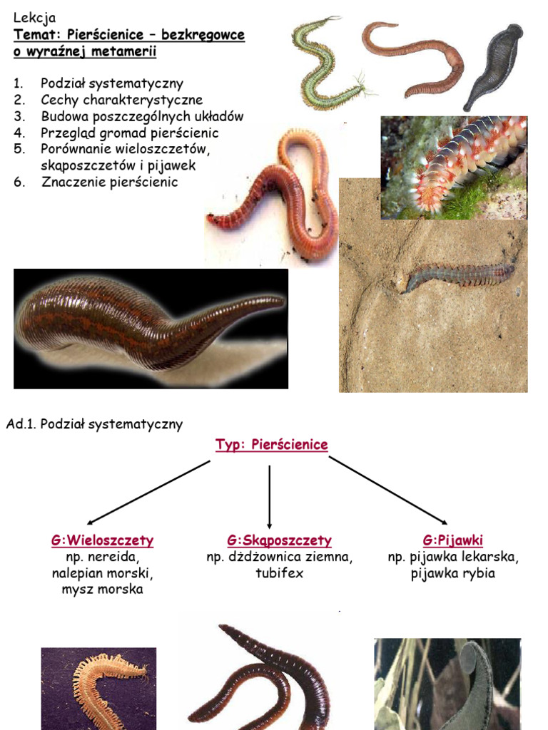 Pierścienice 2021 | PDF