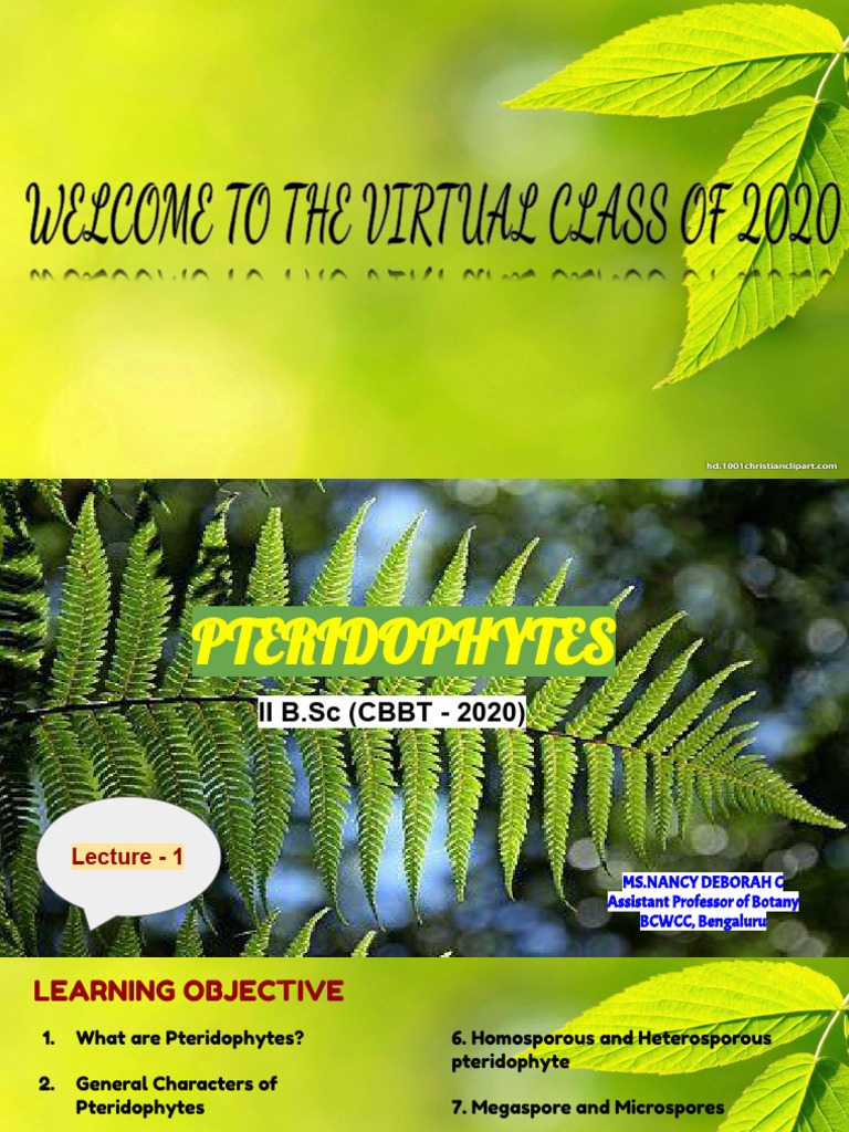 Heterosporous Life Cycle of Pteridophytes | PDF | Leaf | Spore