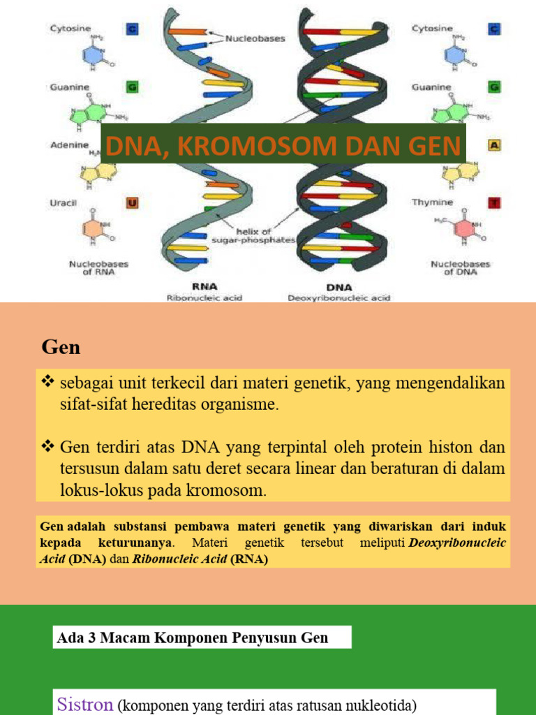 DNA, Kromosom Dan Gen I | PDF