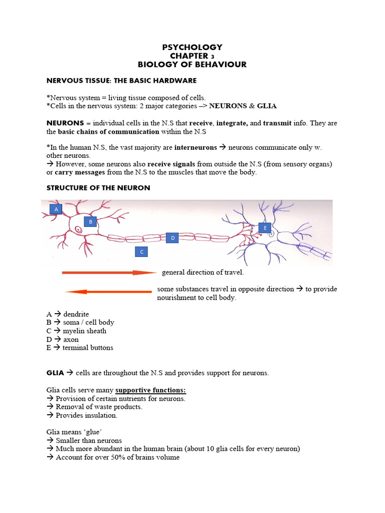 Psychology 114 Biology of Behavior | PDF | Chemical Synapse ...