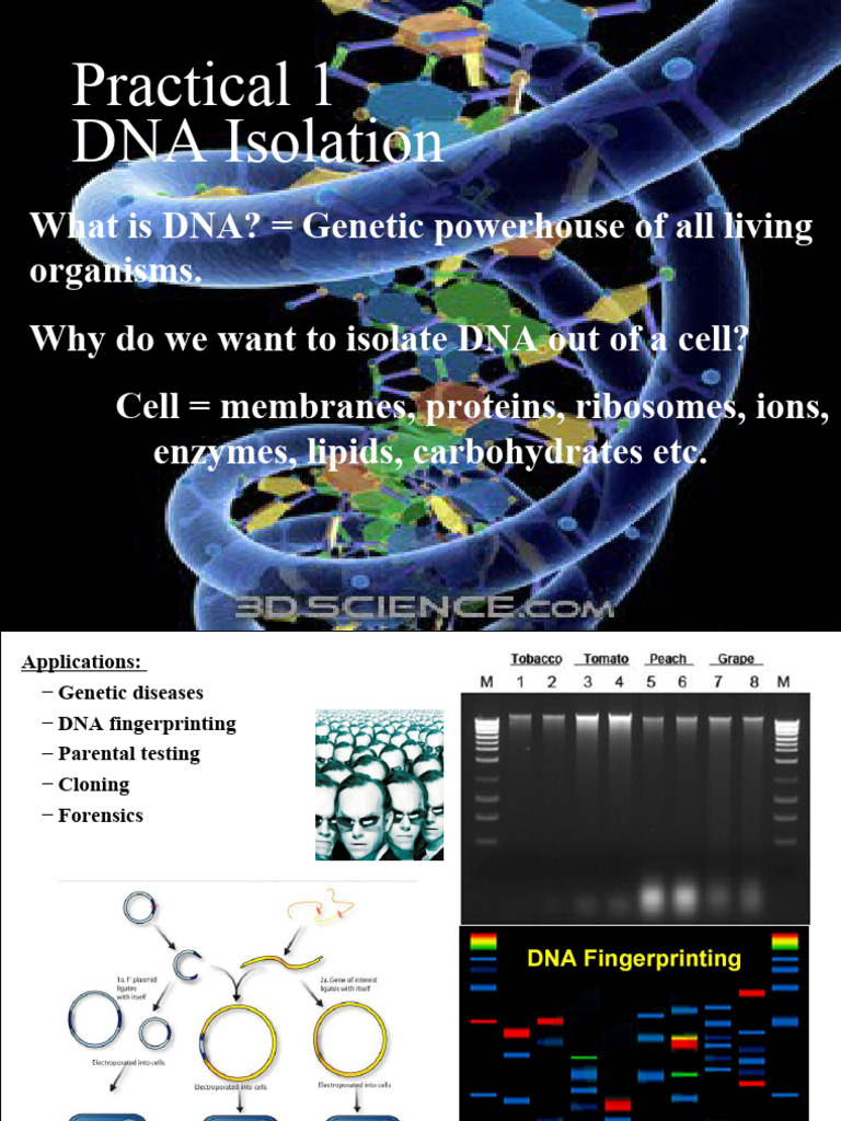 Prac 1 DNA Extraction PRE LECTURE SLIDES | PDF | Dna | Cell (Biology)
