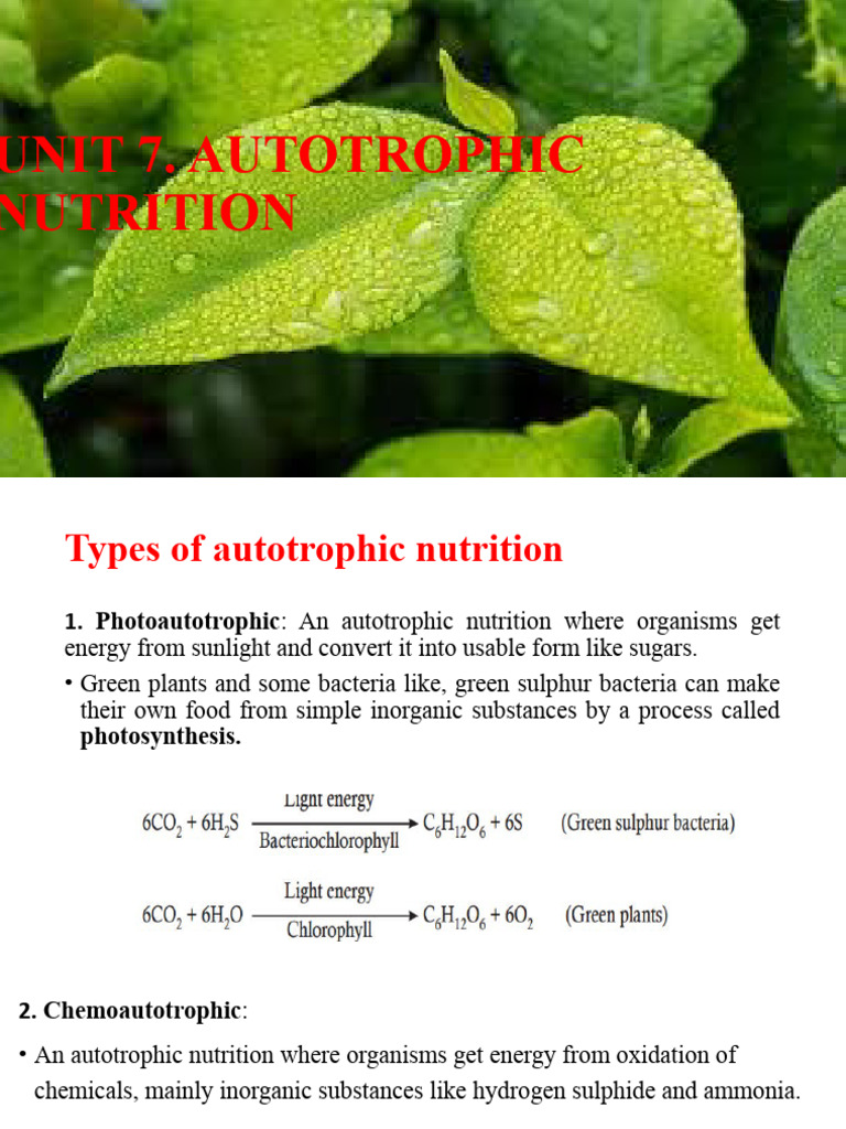 Unit 7. Autotrophic Nutrition | PDF | Photosynthesis | Chloroplast