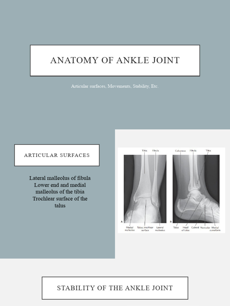 Anatomy of Ankle Joint | Download Free PDF | Ankle | Musculoskeletal System