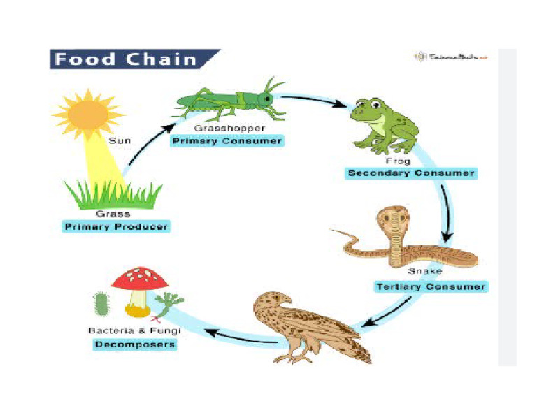 Pic Food Chain 1 | PDF