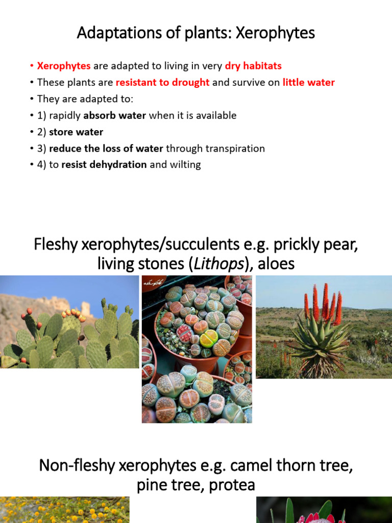 7 Adaptations of Plants 2021 | PDF | Leaf | Organisms