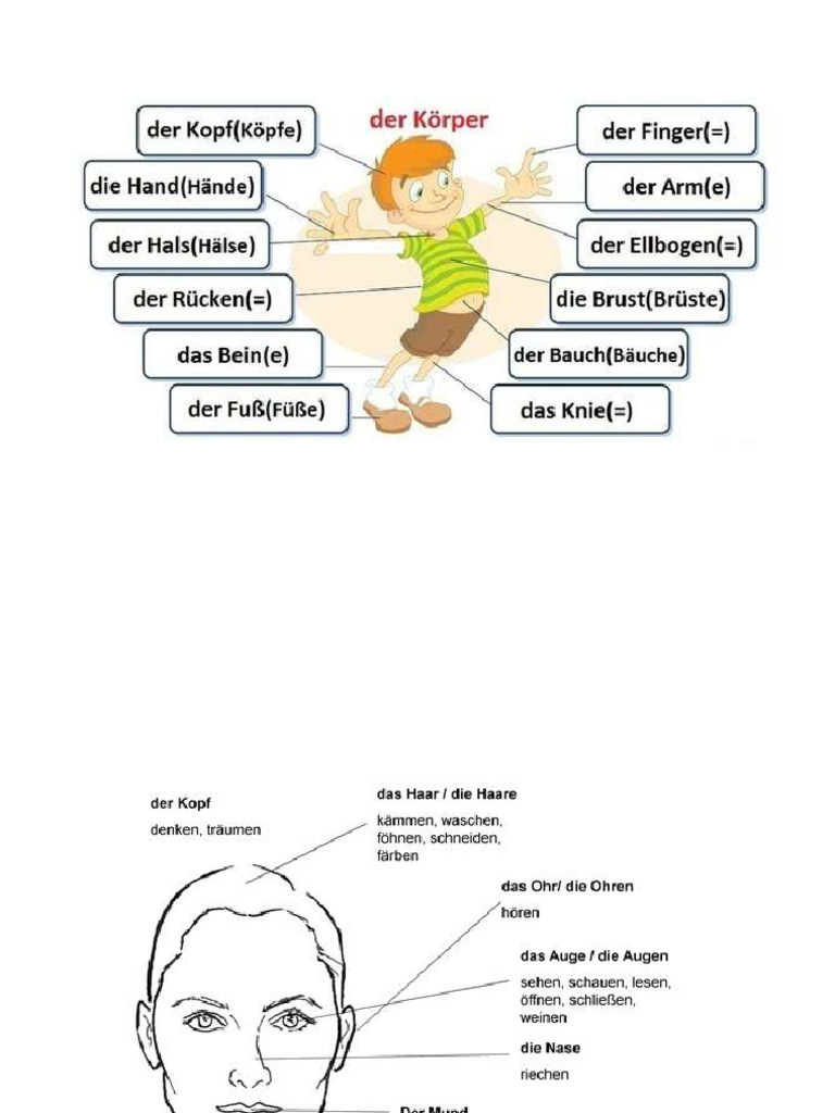 Body Parts (German) | PDF