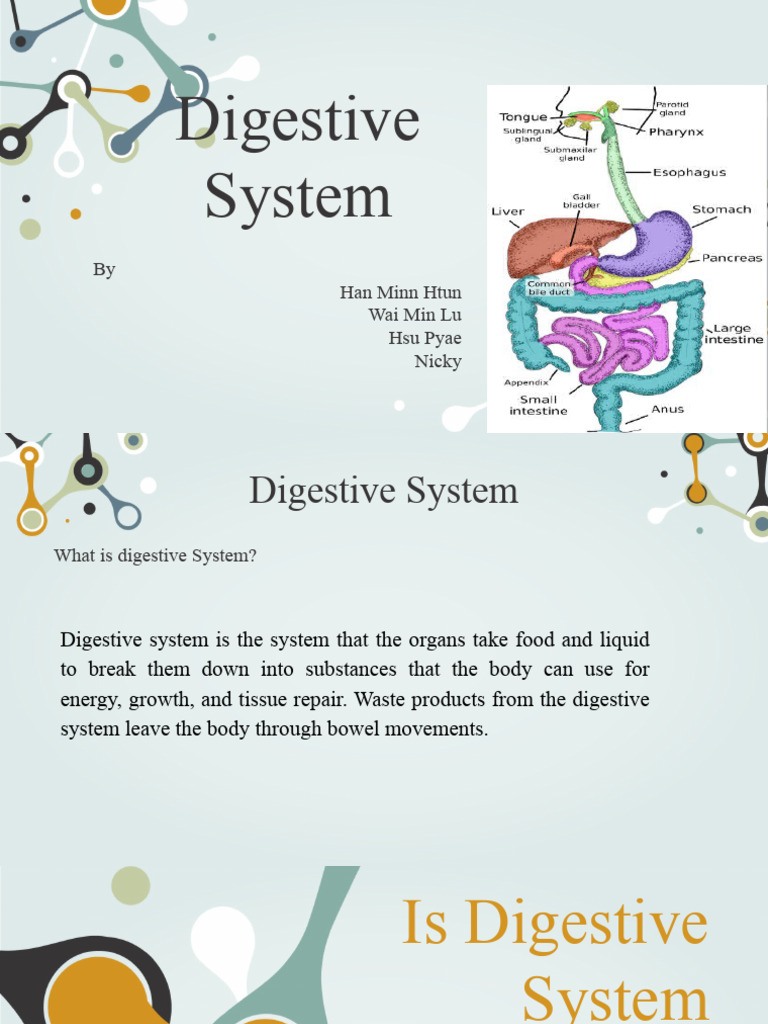 Digestive System | PDF