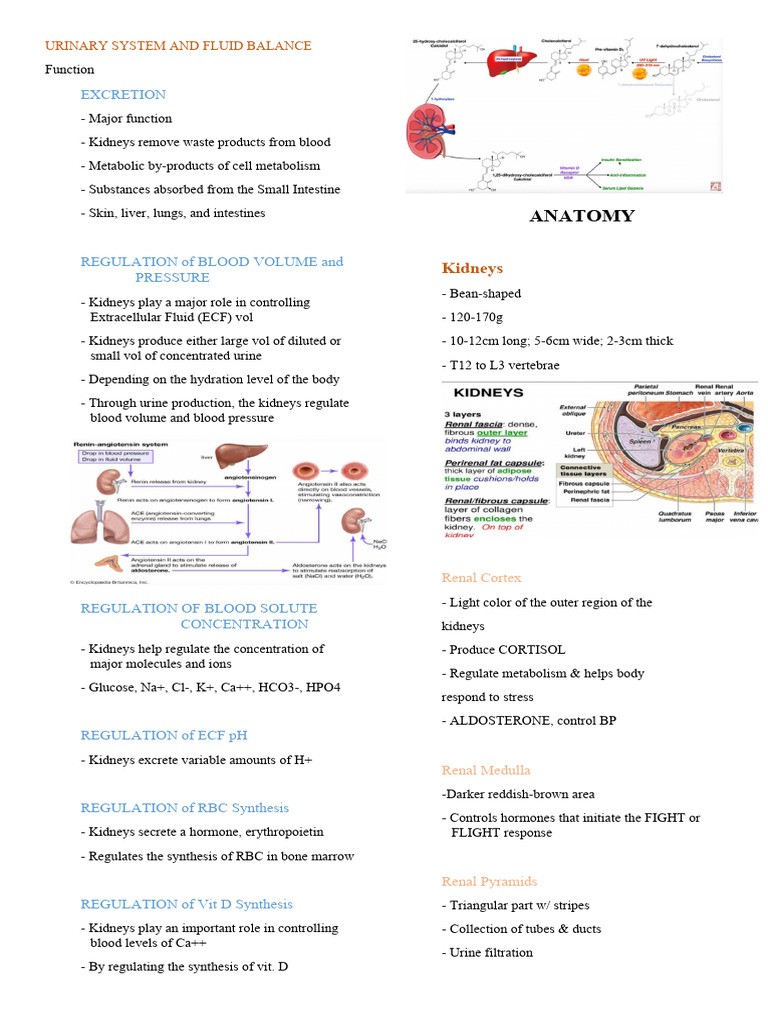 Urinary System Functions and Anatomy | PDF | Kidney | Urinary System