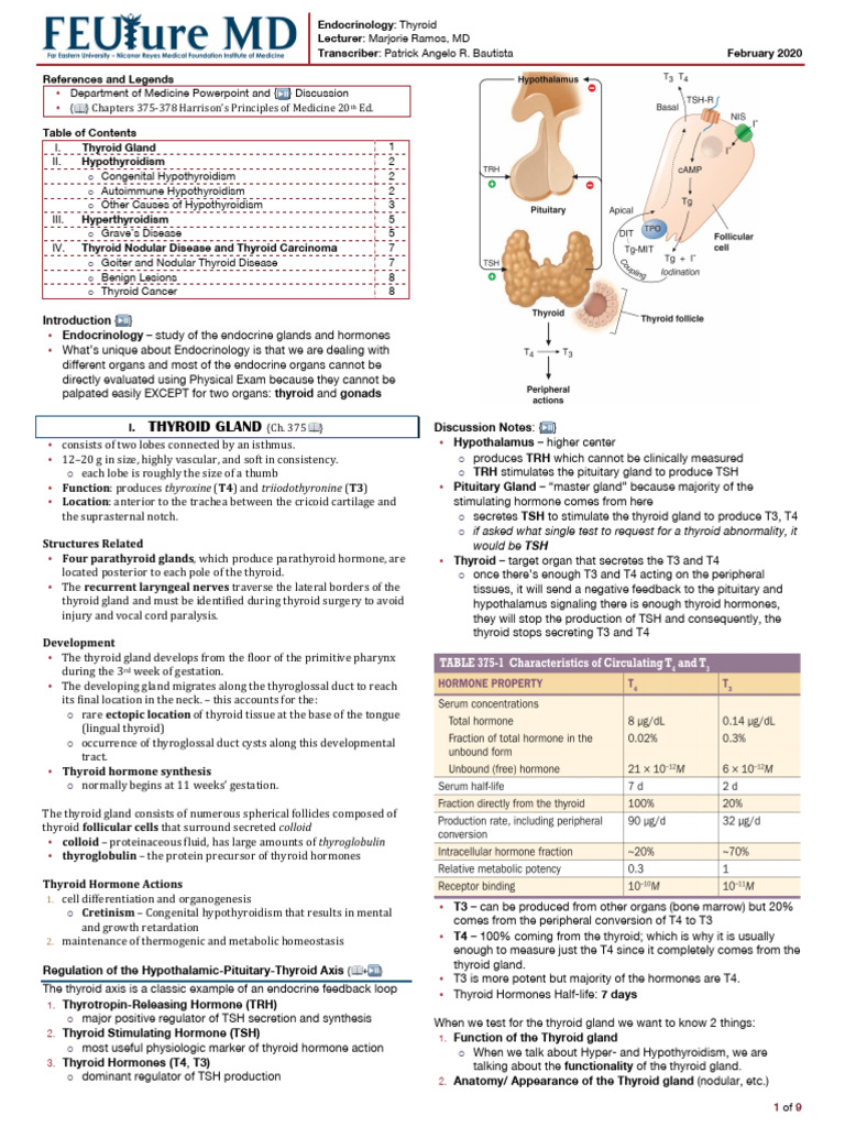Thyroid Gland | Download Free PDF | Hypothyroidism | Thyroid