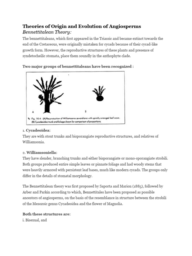 Bennettitalean Theory:: Theories of Origin and Evolution of Angiosperms | PDF | Plants | Botany