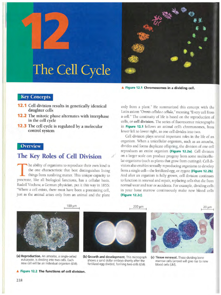 Cell Cycle | PDF