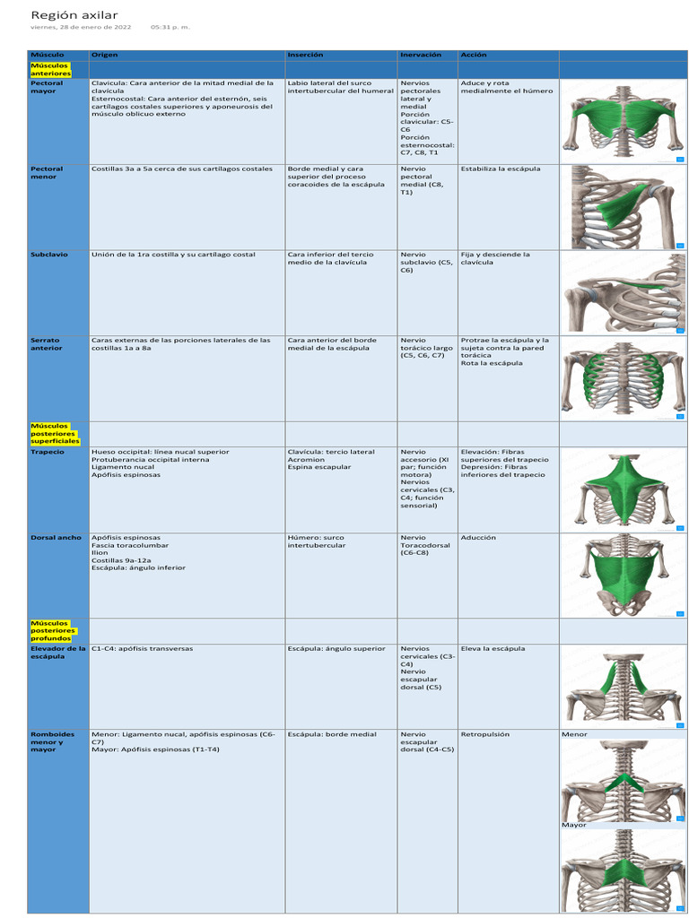 Región Axilar | PDF | Anatomía | Sistema esquelético