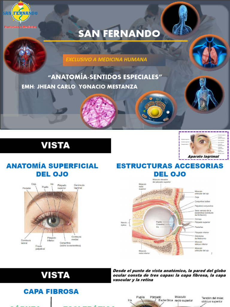 AULA 501 SEMANA 32 Y 33 SISTEMA SENSORIAL HUMANO 2s 39827 0 | PDF ...