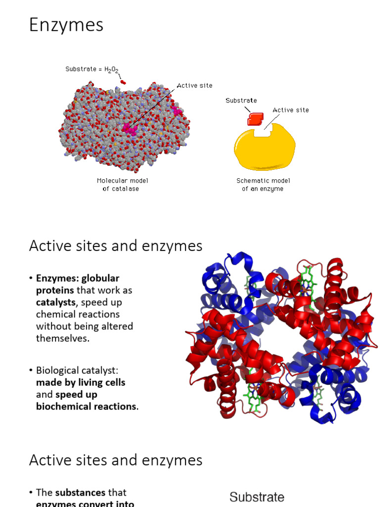 Enzymes | PDF | Enzyme | Active Site