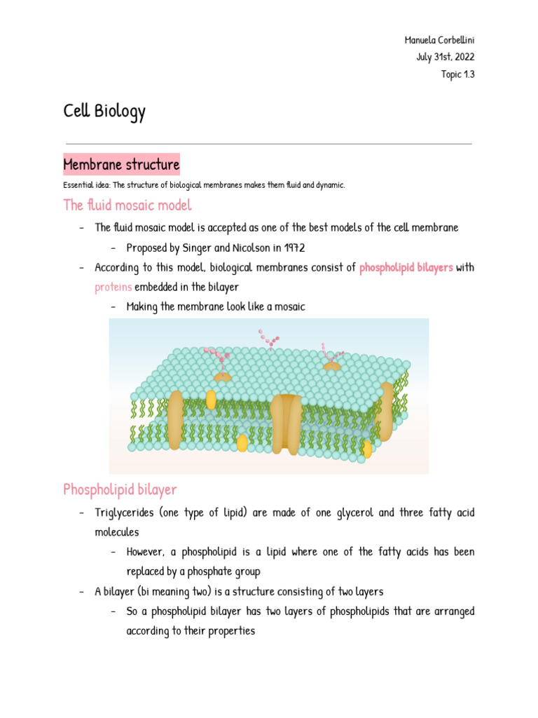 IB Biology HL Topic 1.3 | PDF | Cell Membrane | Phospholipid