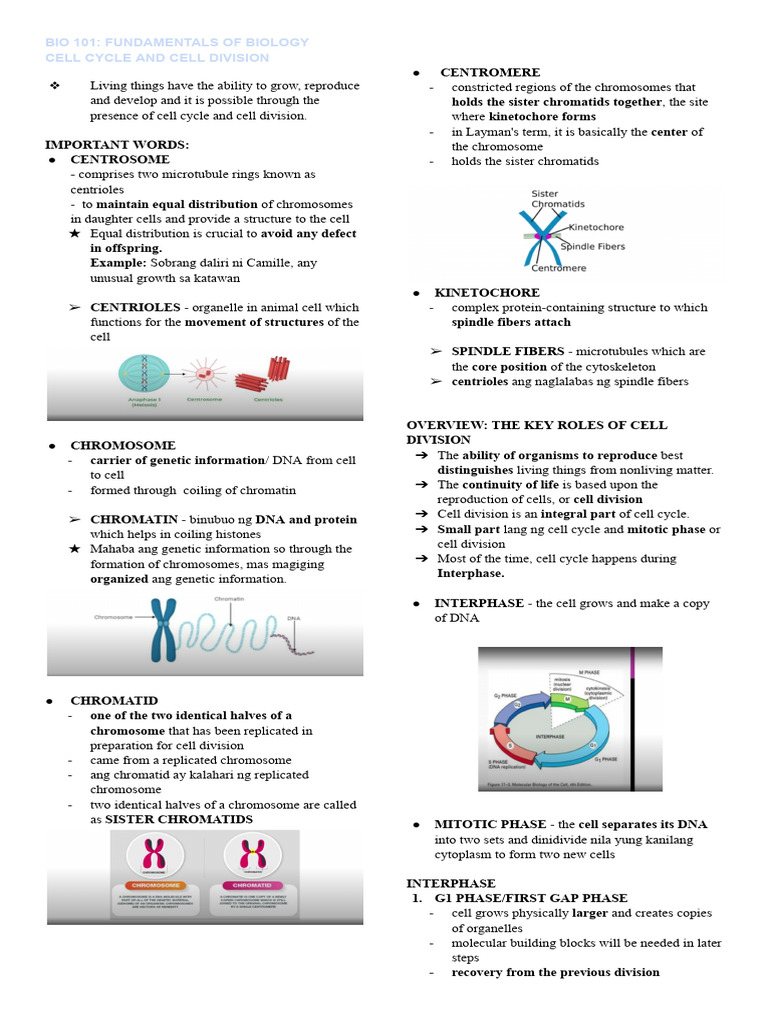 Cell Cycle and Cell Division | PDF | Meiosis | Mitosis