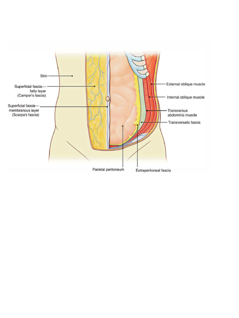 Skin and Peritoneal Cavity | PDF